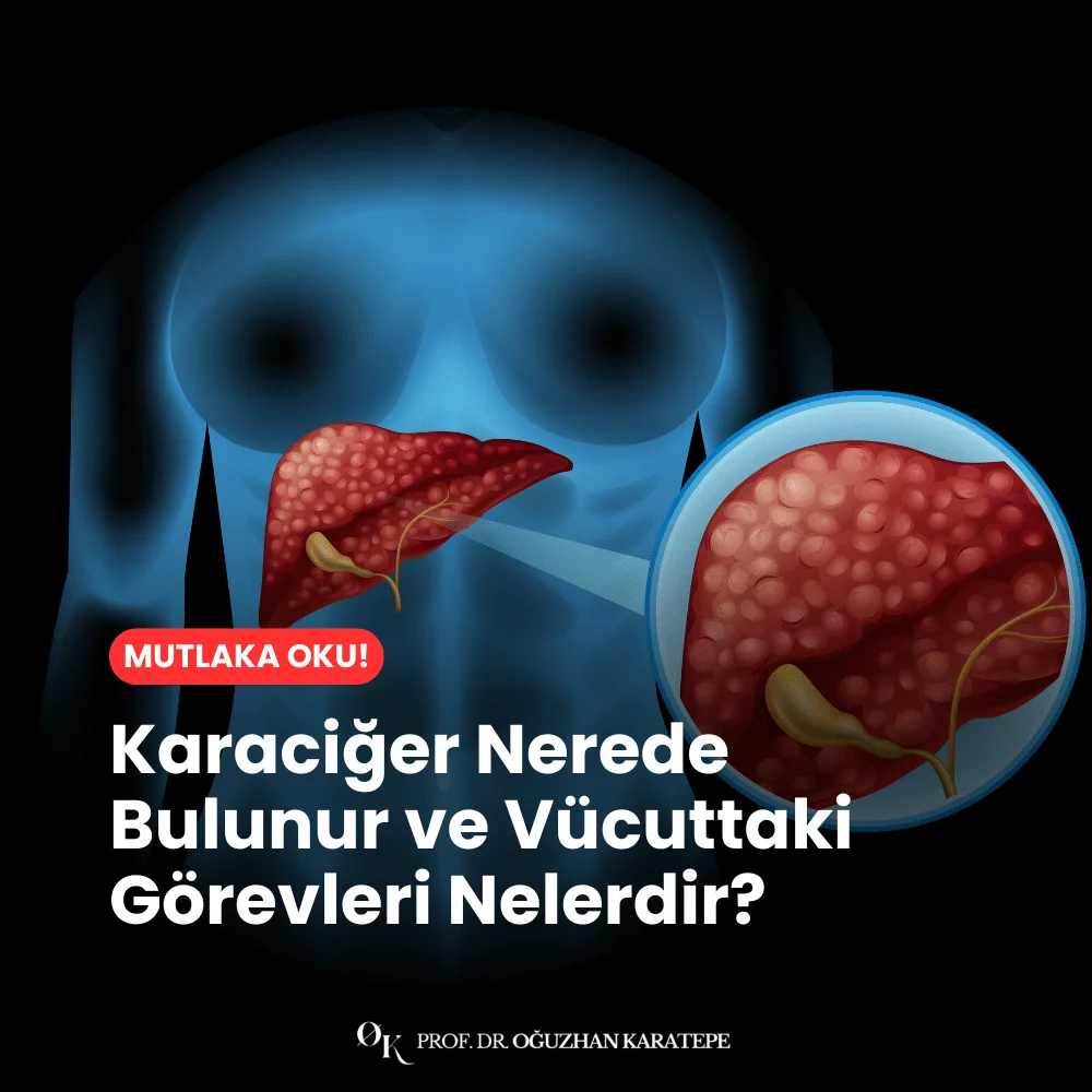 Karaciğerin Vücuttaki Görevleri Nelerdir? - Güncel (2025)